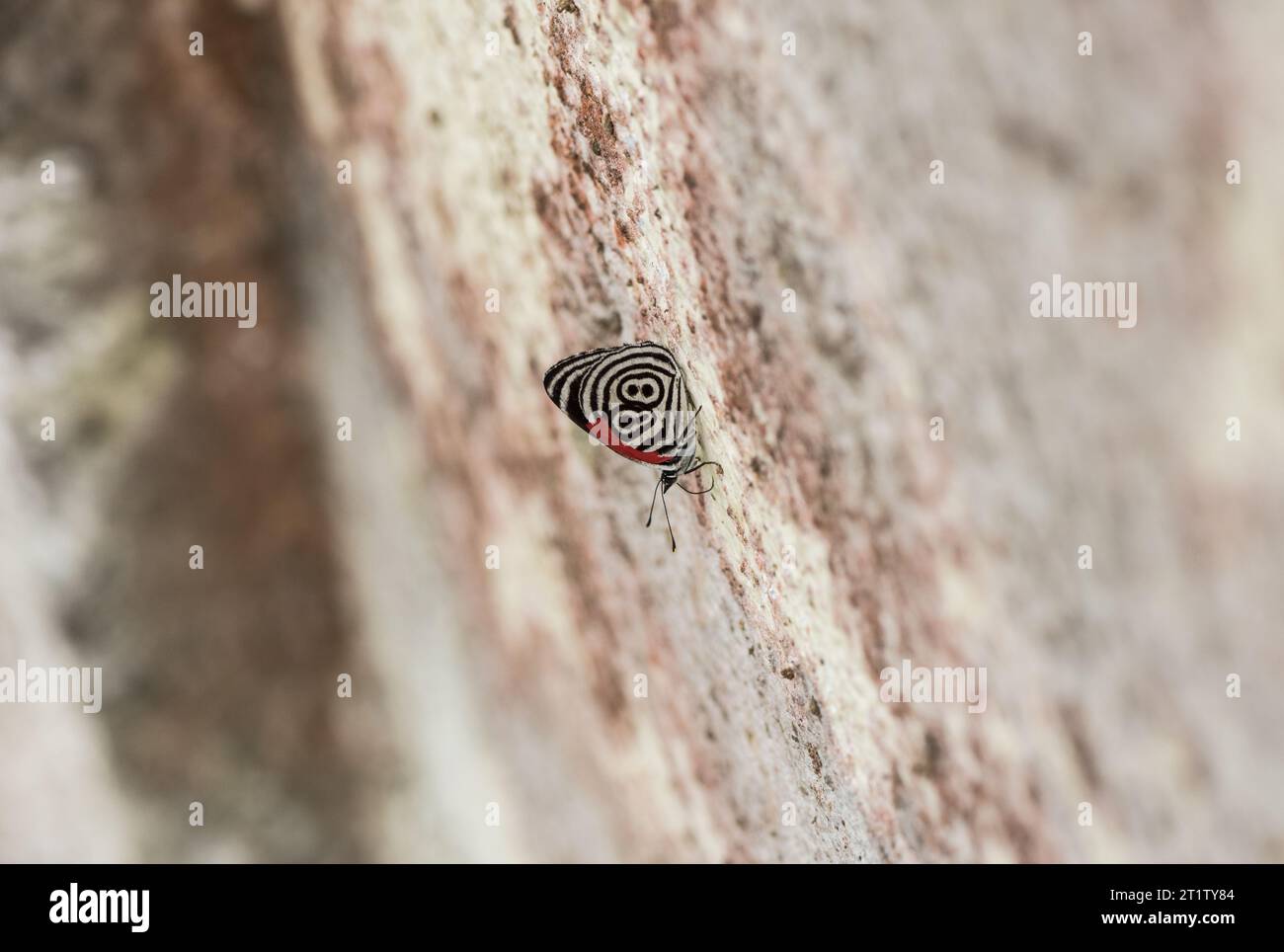 Cramers/ Common Eighty-Eight (Diaethria clymena), actually an 89, on a ...