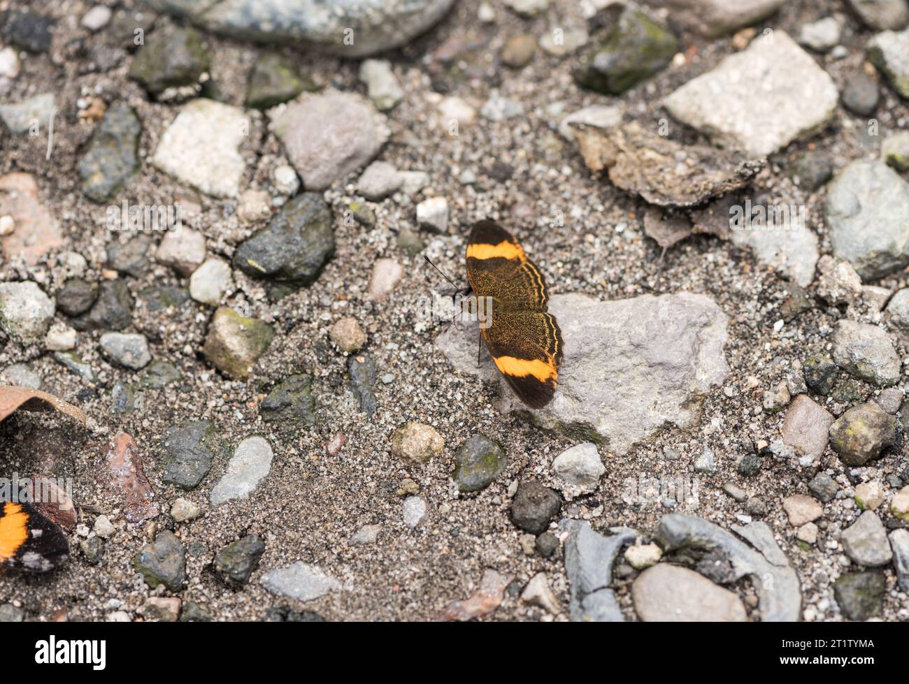 East-Andean Crescent (Telenassa jana) mud puddling in Ecuador Stock ...