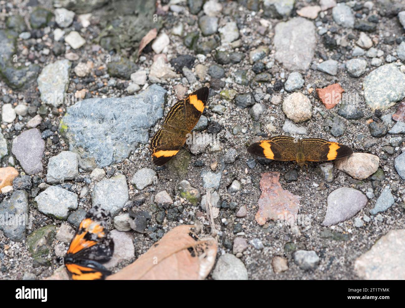East-Andean Crescents (Telenassa jana) mud puddling in Ecuador Stock ...