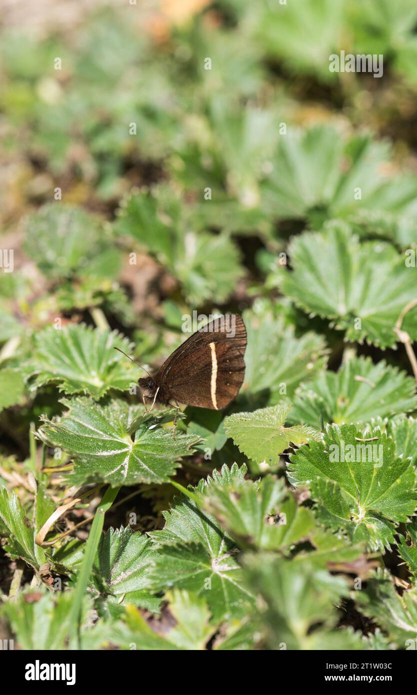 Perched Satyrid (Manerebia leaena) in Yanacocha Reserve, Ecuador Stock ...