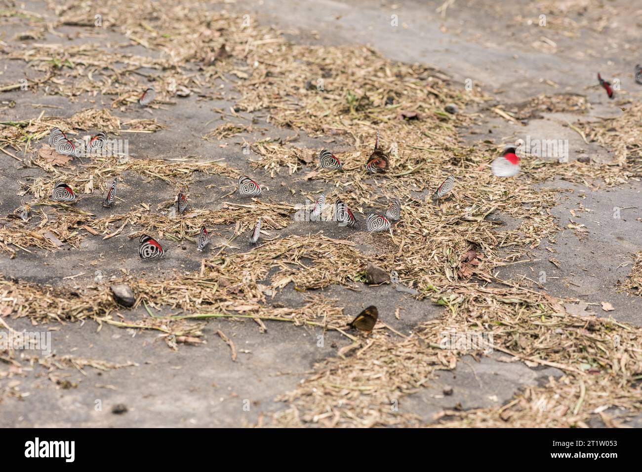 Group of butterflies (mainly Diaethria sp.) mud-puddling in Ecuador ...
