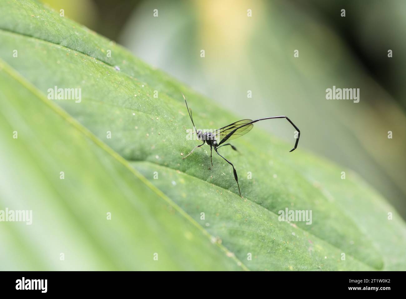 American Pelecinid Wasp (Pelecinus polyurator) perched on a leaf in ...