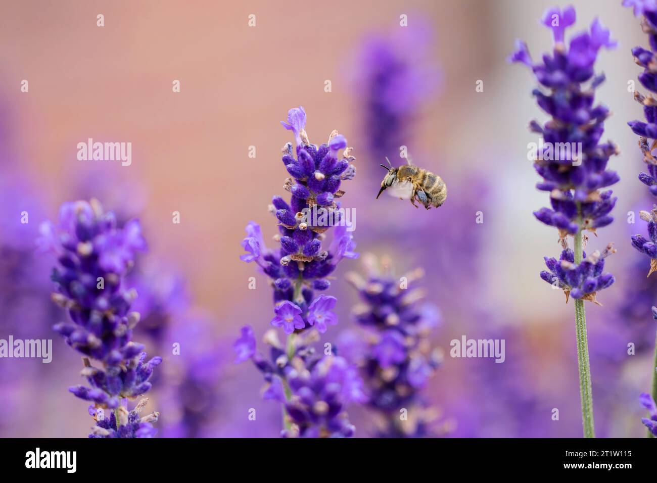 picture of a flying potter bee between lavender blossoms Stock Photo ...