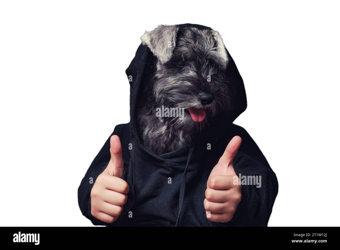 Dog head with human hands like a man, funny collage, isolated on white ...