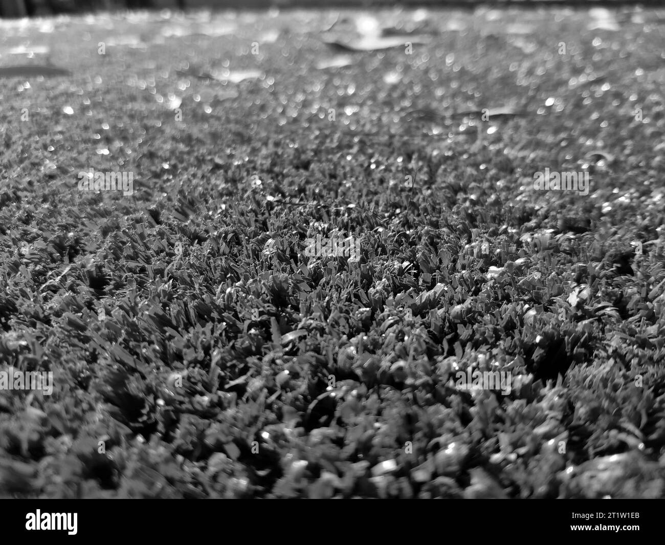 Black and white grass background close view, grayscale grass photo ...
