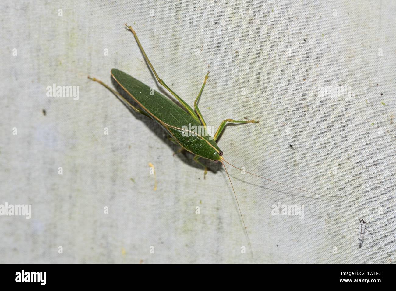 Bush-Cricket (Stilpnochlora aztecoides) on a moth trap at Wild Sumaco ...