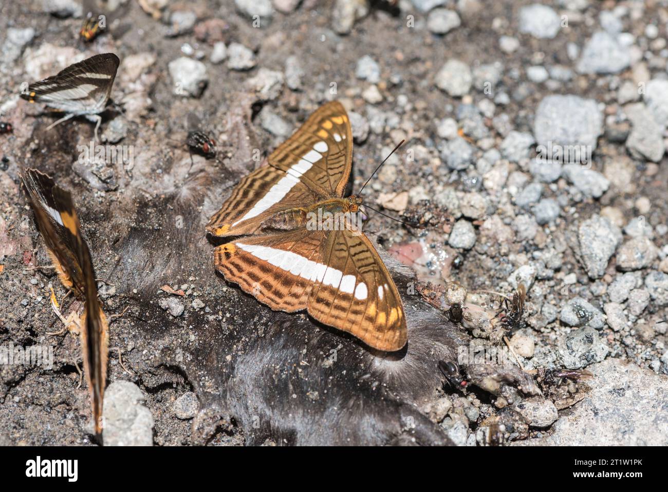 White-wristed Sister (Adelpha alala) feeding on a dead Pygmy-Opossum ...