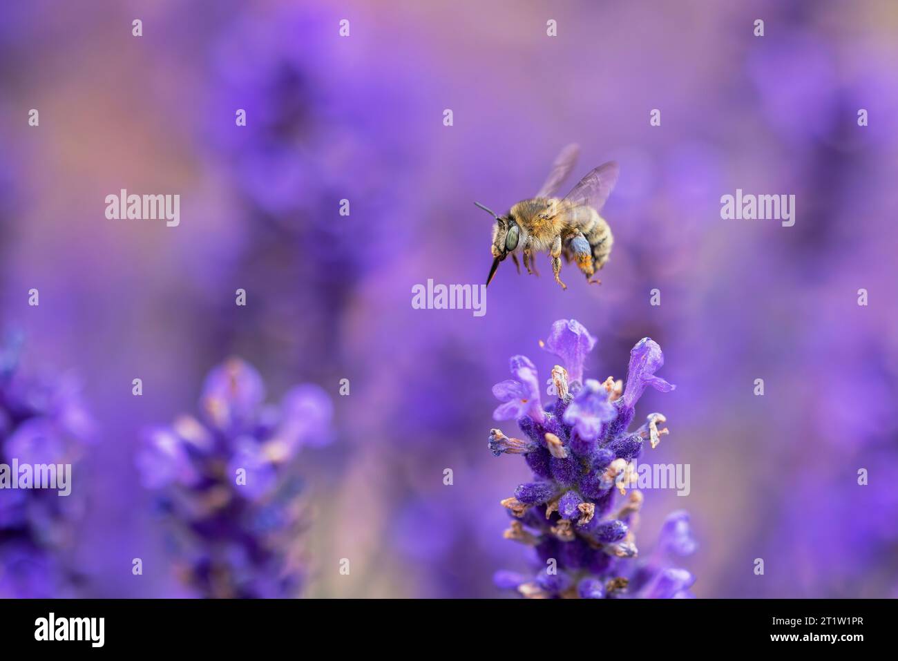 picture of a flying potter bee between lavender blossoms Stock Photo ...