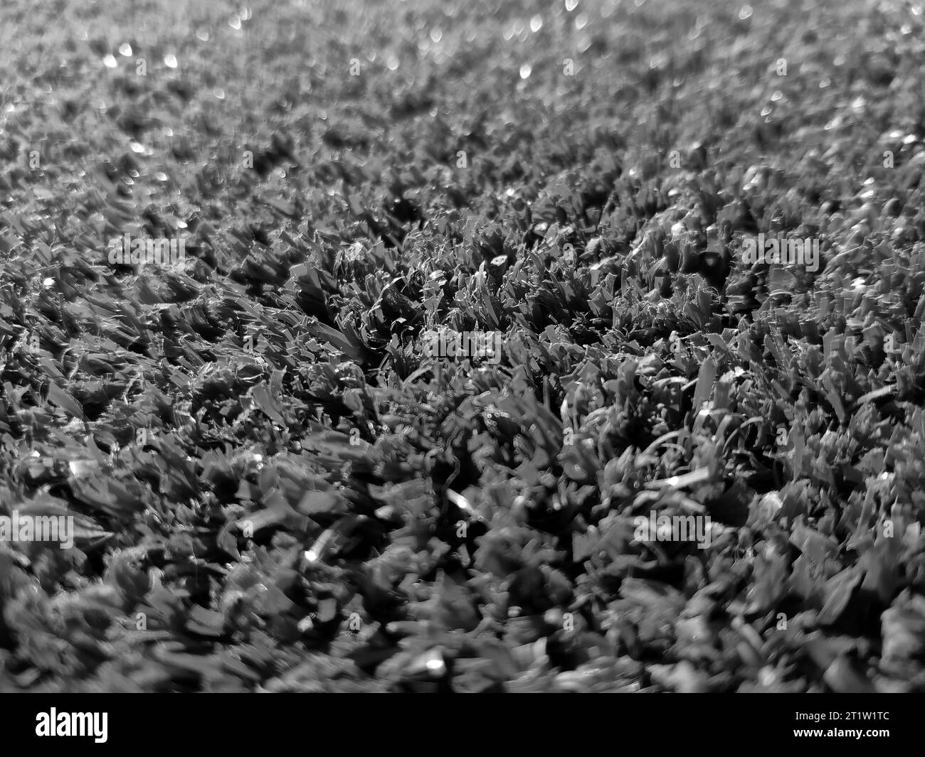 Black and white grass background close view, grayscale grass photo ...