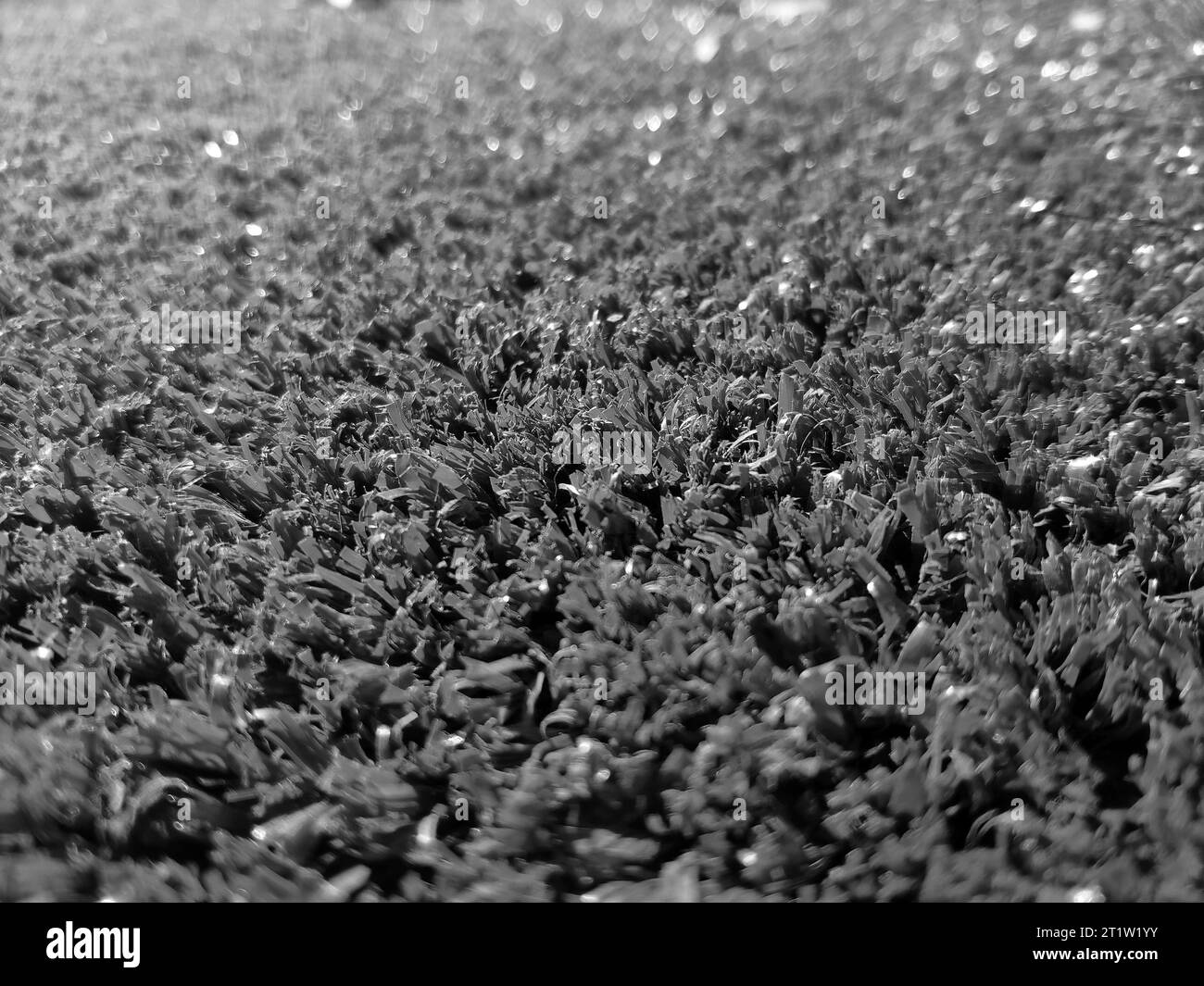 Black and white grass background close view, grayscale grass photo ...