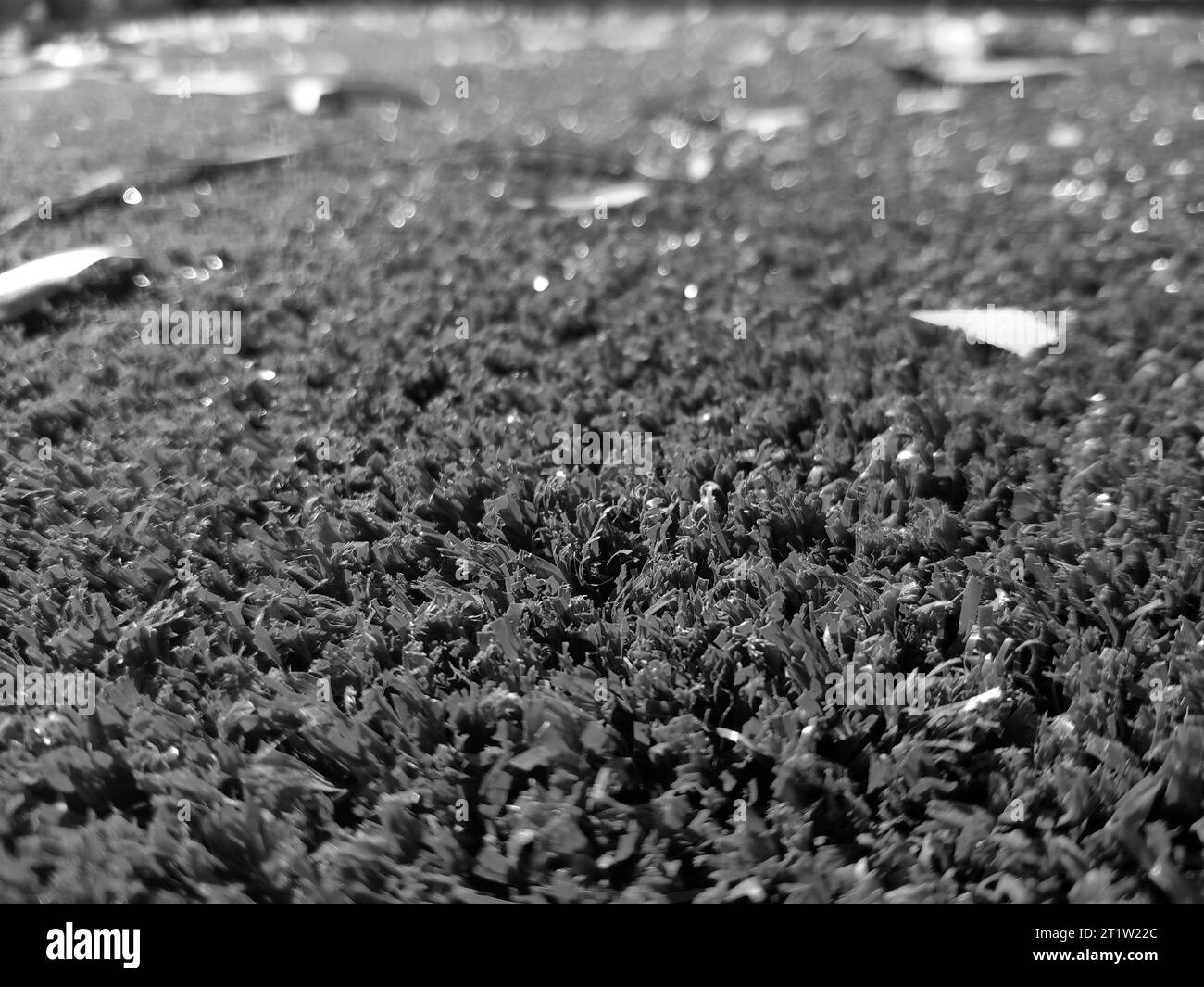 Black and white grass background close view, grayscale grass photo ...