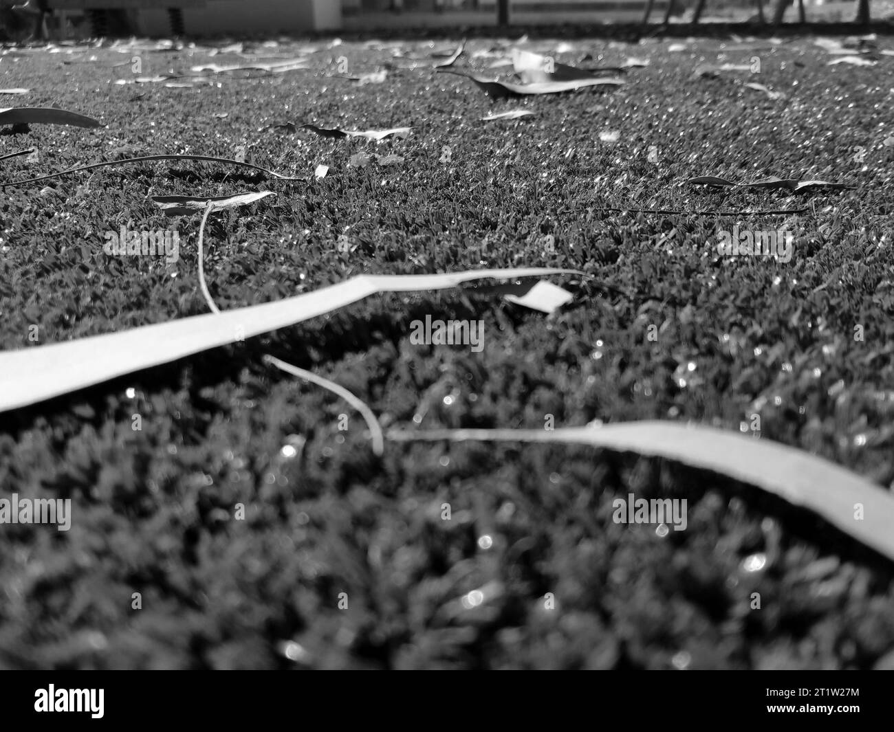 Black and white grass background close view, grayscale grass photo ...