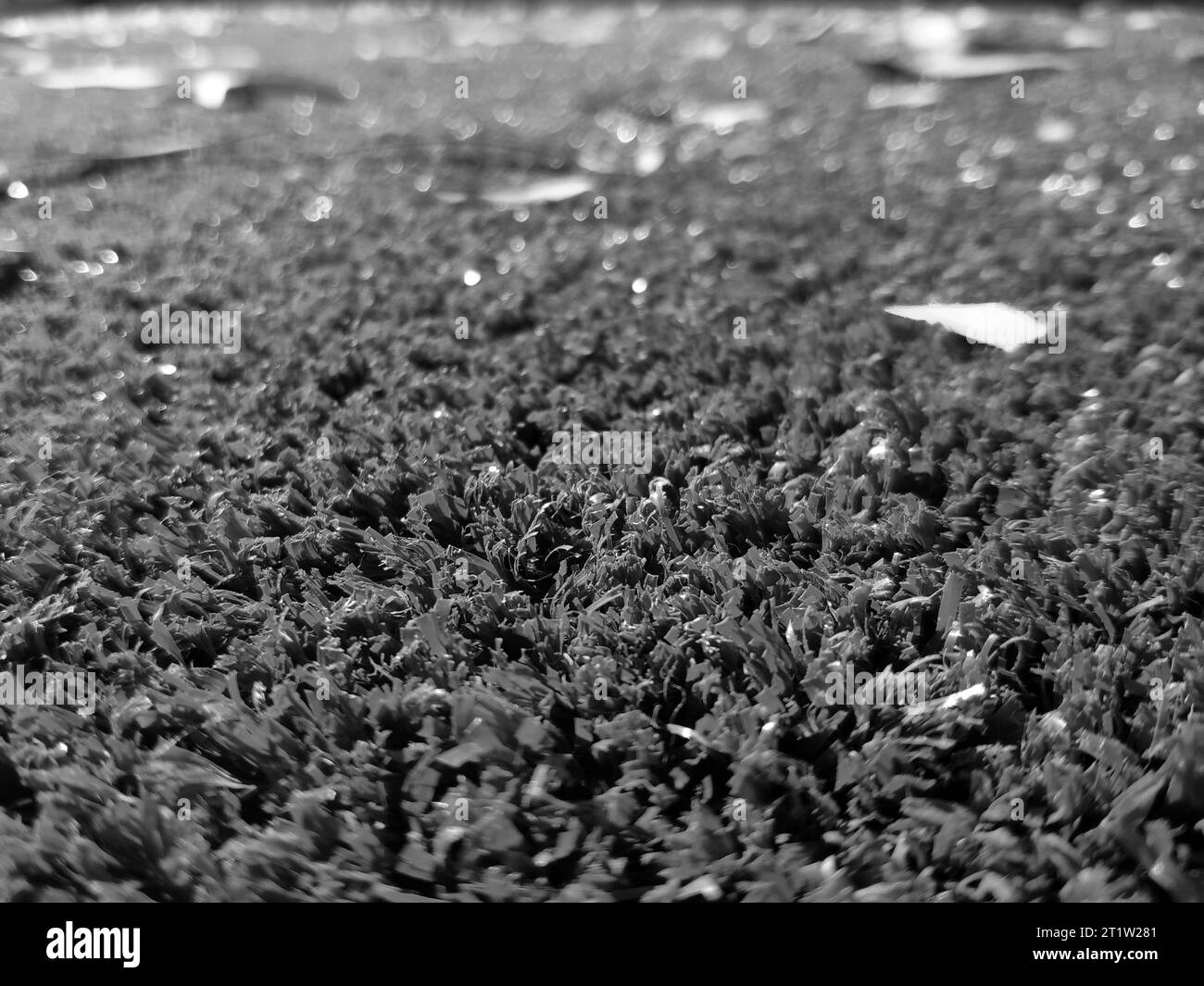 Black and white grass background close view, grayscale grass photo ...