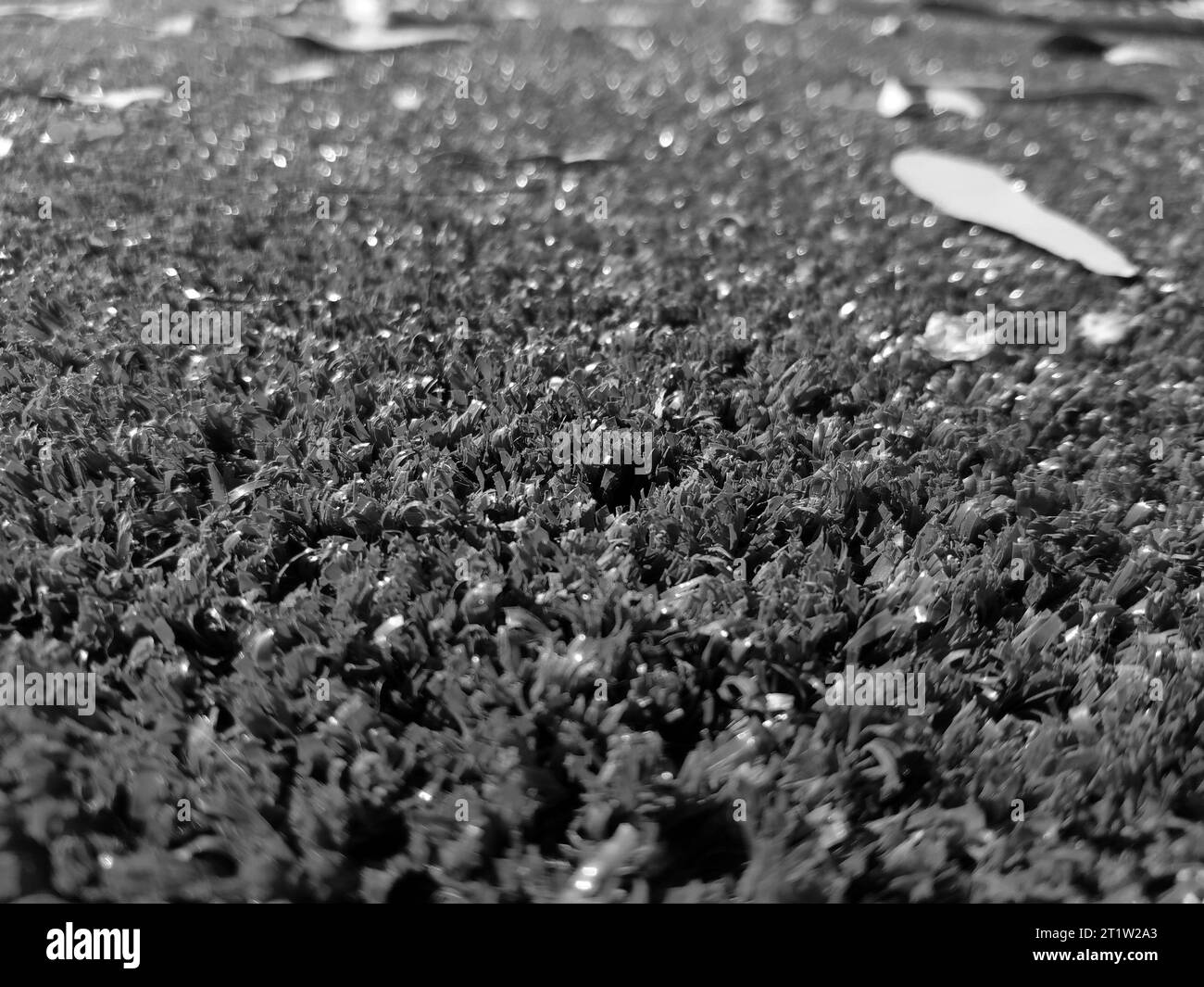 Black and white grass background close view, grayscale grass photo ...