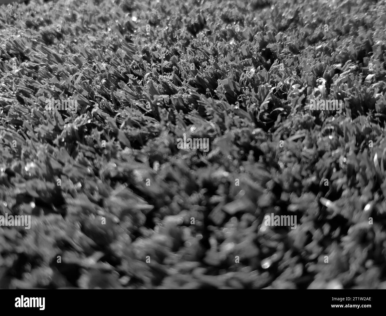 Black and white grass background close view, grayscale grass photo ...