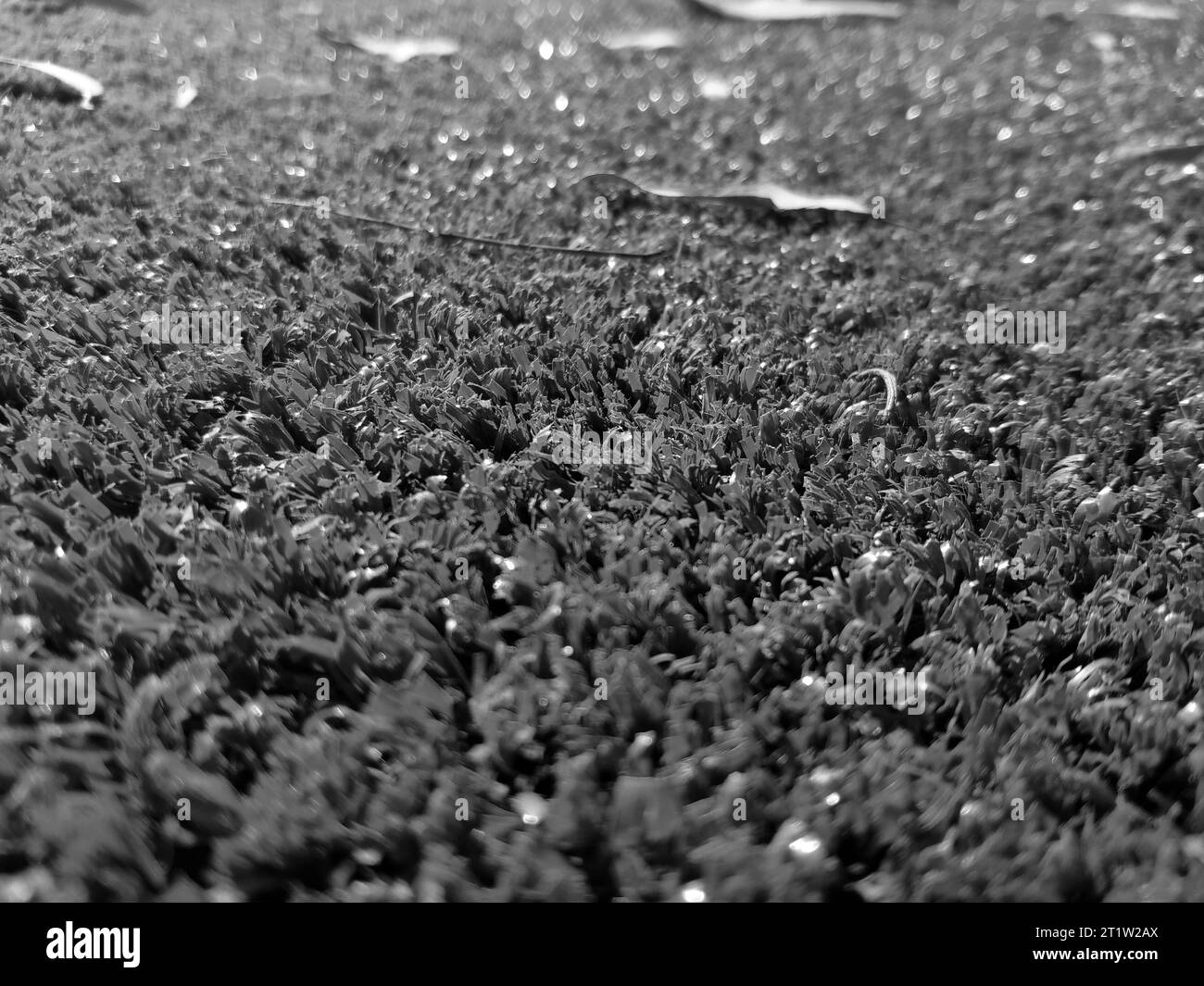 Black and white grass background close view, grayscale grass photo ...
