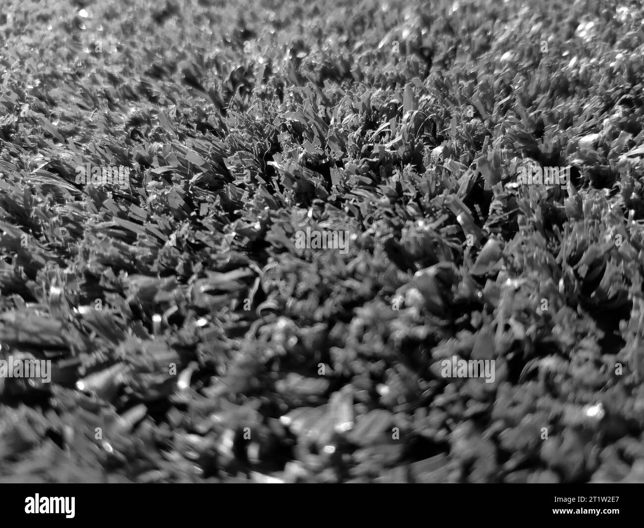 Black and white grass background close view, grayscale grass photo ...