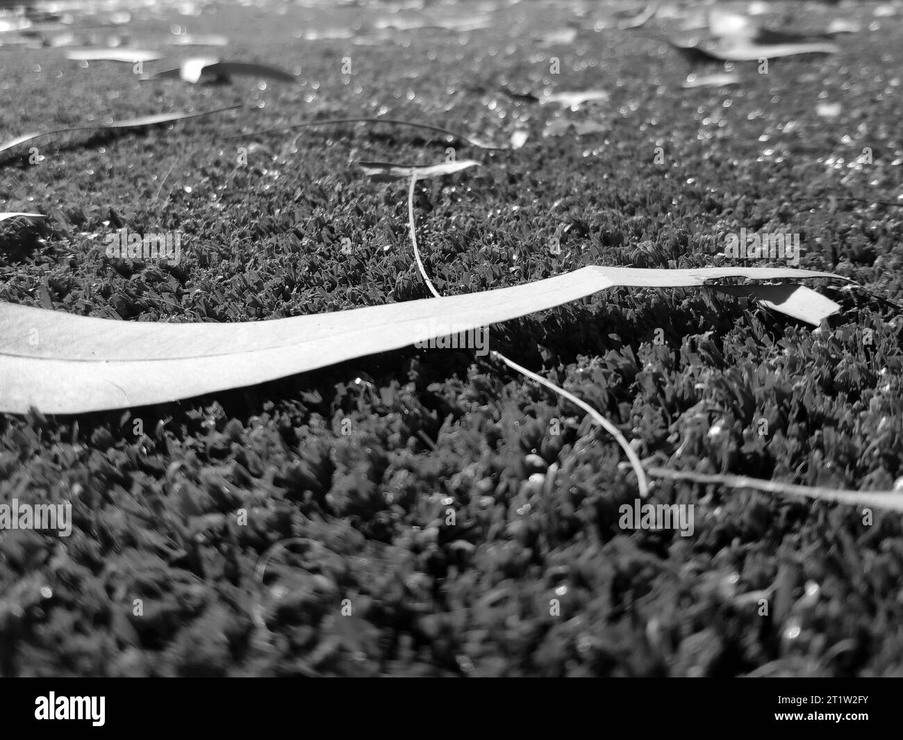 Black and white grass background close view, grayscale grass photo ...