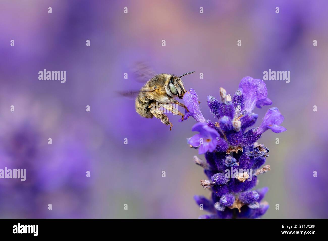 picture of a flying potter bee between lavender blossoms Stock Photo ...