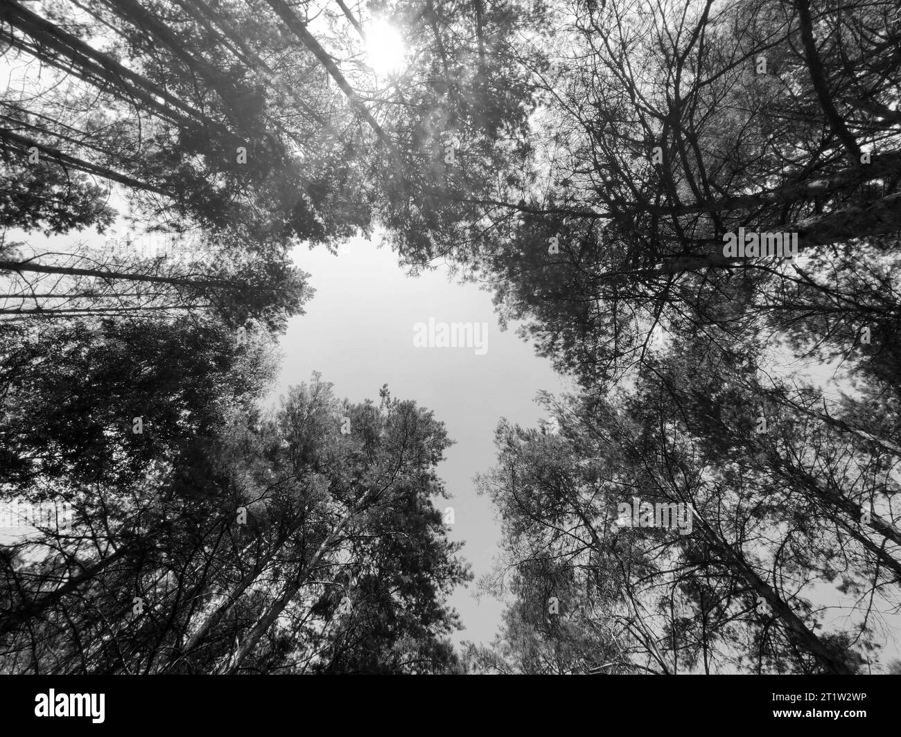 Black and white forest background. Nature and sun beams Stock Photo - Alamy
