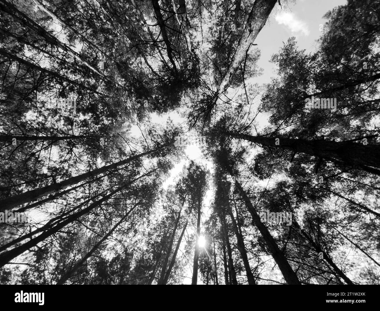 Black and white forest background. Nature and sun beams Stock Photo - Alamy