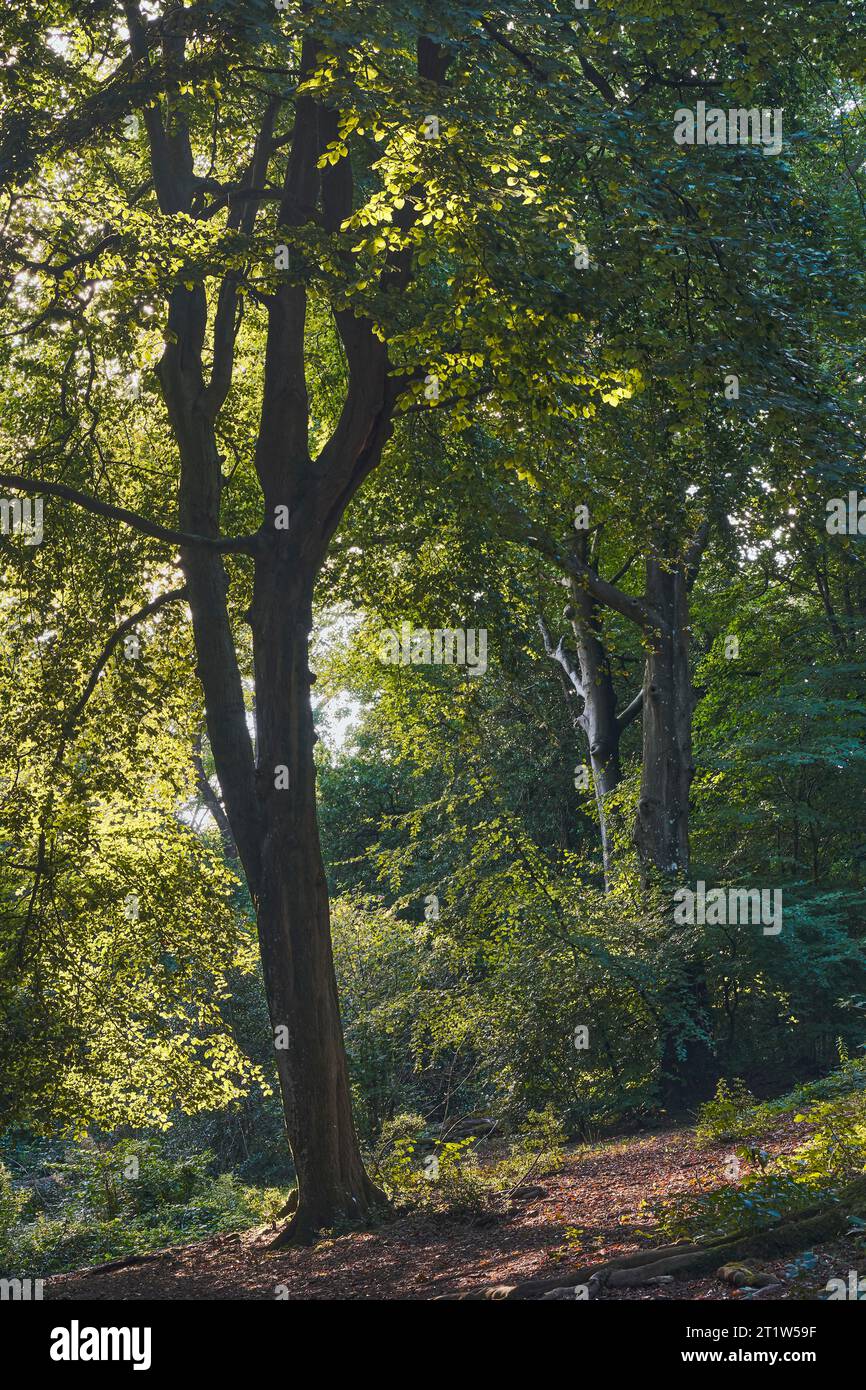 Common Beech trees (Fagus sylvatica) in evening sunlight ...