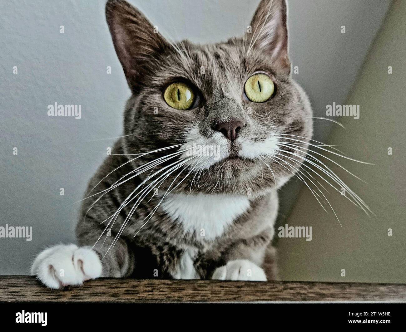 A grey cat perched atop a shelf, gazing curiously upwards Stock Photo ...