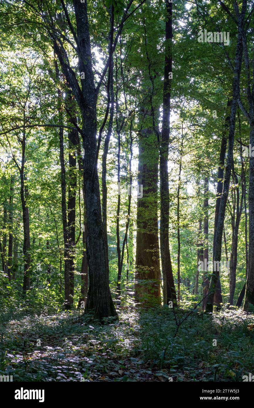 Shadow from the trunk of a huge oak tree in the forest at sunrise Stock ...
