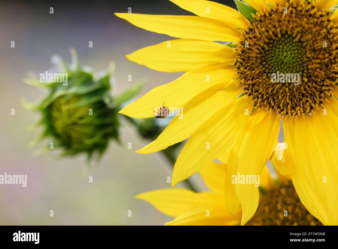 picture of a sunflower with a ladybug on a petal Stock Photo - Alamy