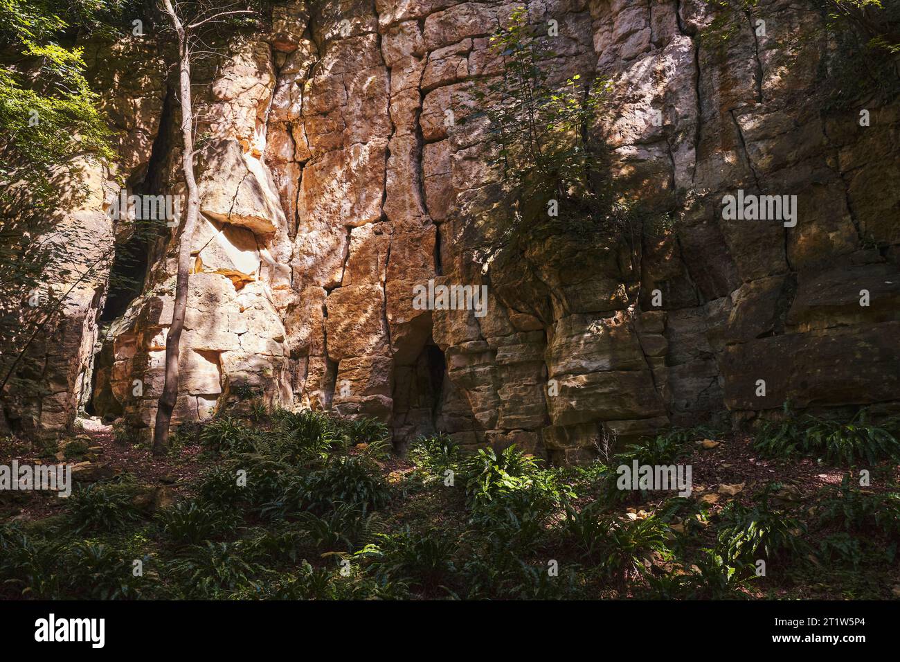 Oolitic limestone rock exposure in dappled sunlight in woodland ...