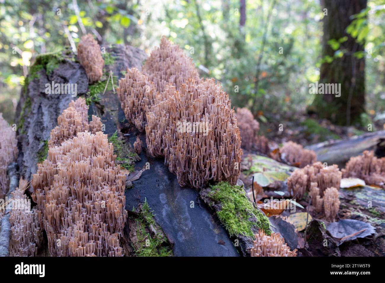 Unusual bush-shaped, spongy-type mushrooms of pinkish color on the ...