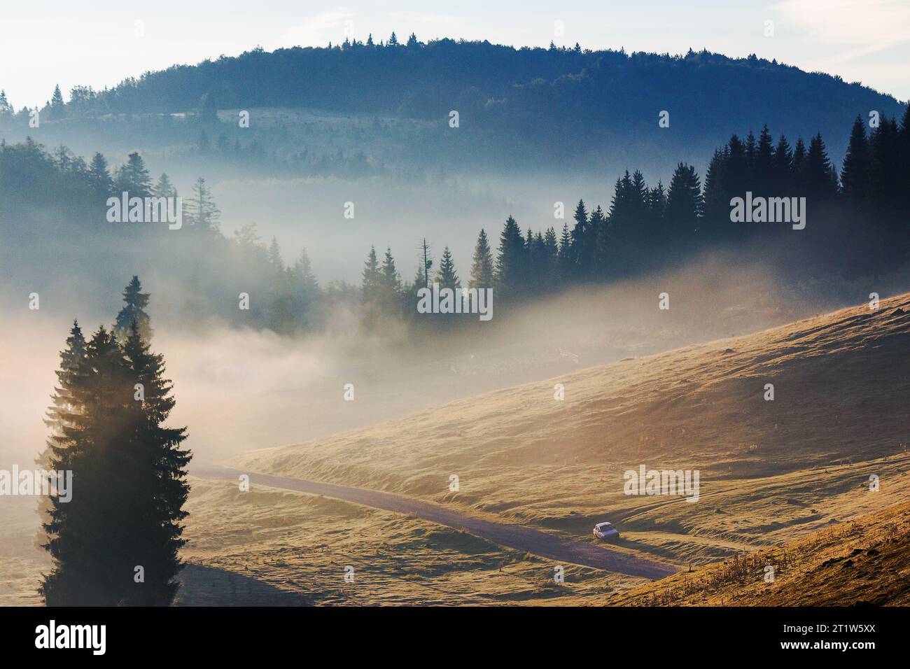mountainous countryside in morning mist. coniferous forest on the ...