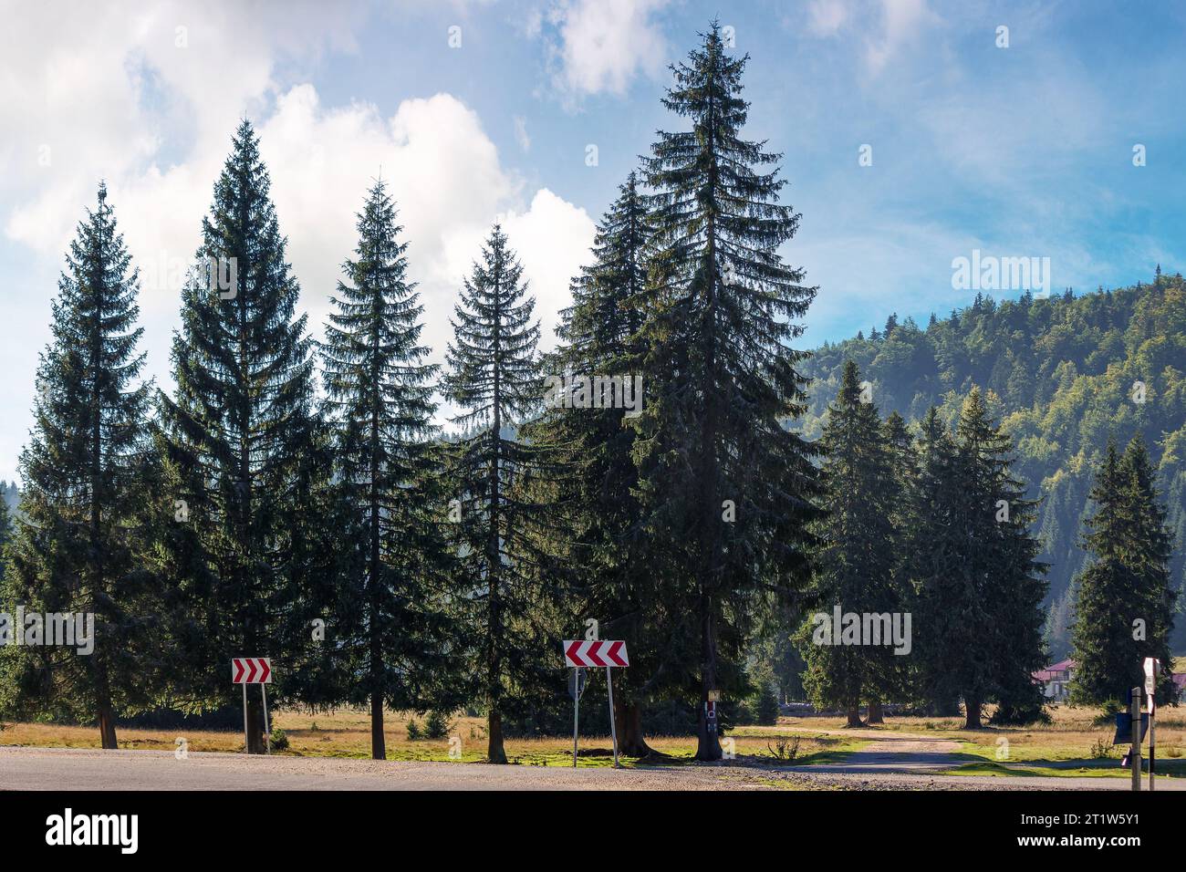Tall coniferous trees hi-res stock photography and images - Alamy