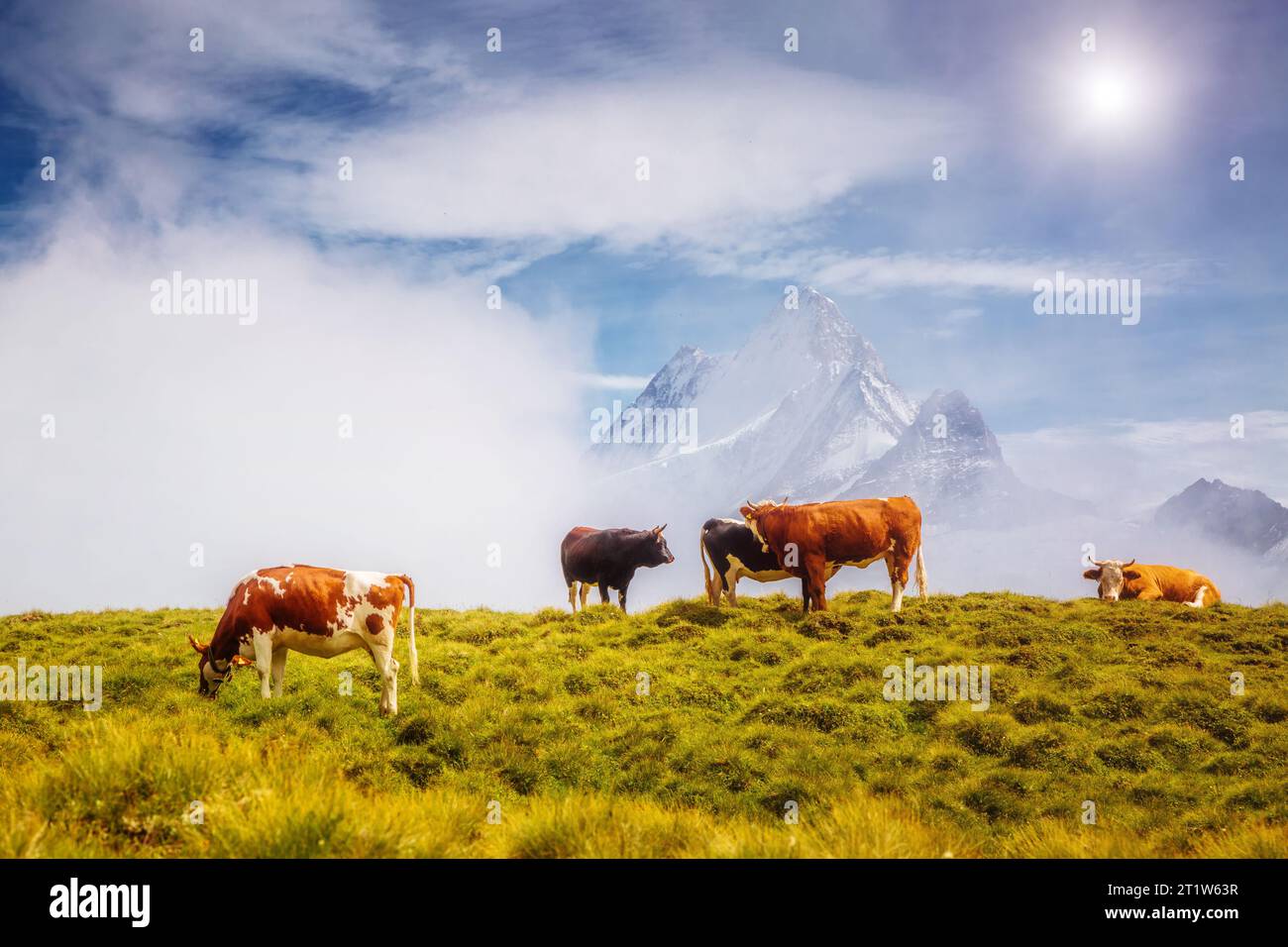 Cows graze on alpine hills in sun beams. Picturesque and gorgeous day ...