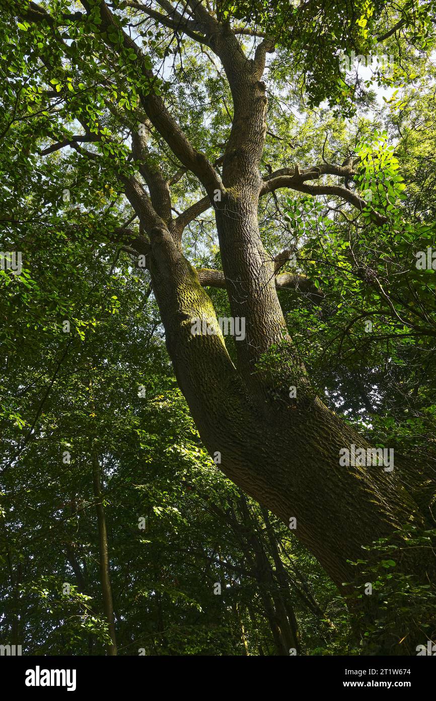 Extremely large Ash Tree (Fraxinous excelsior) in woodland setting ...