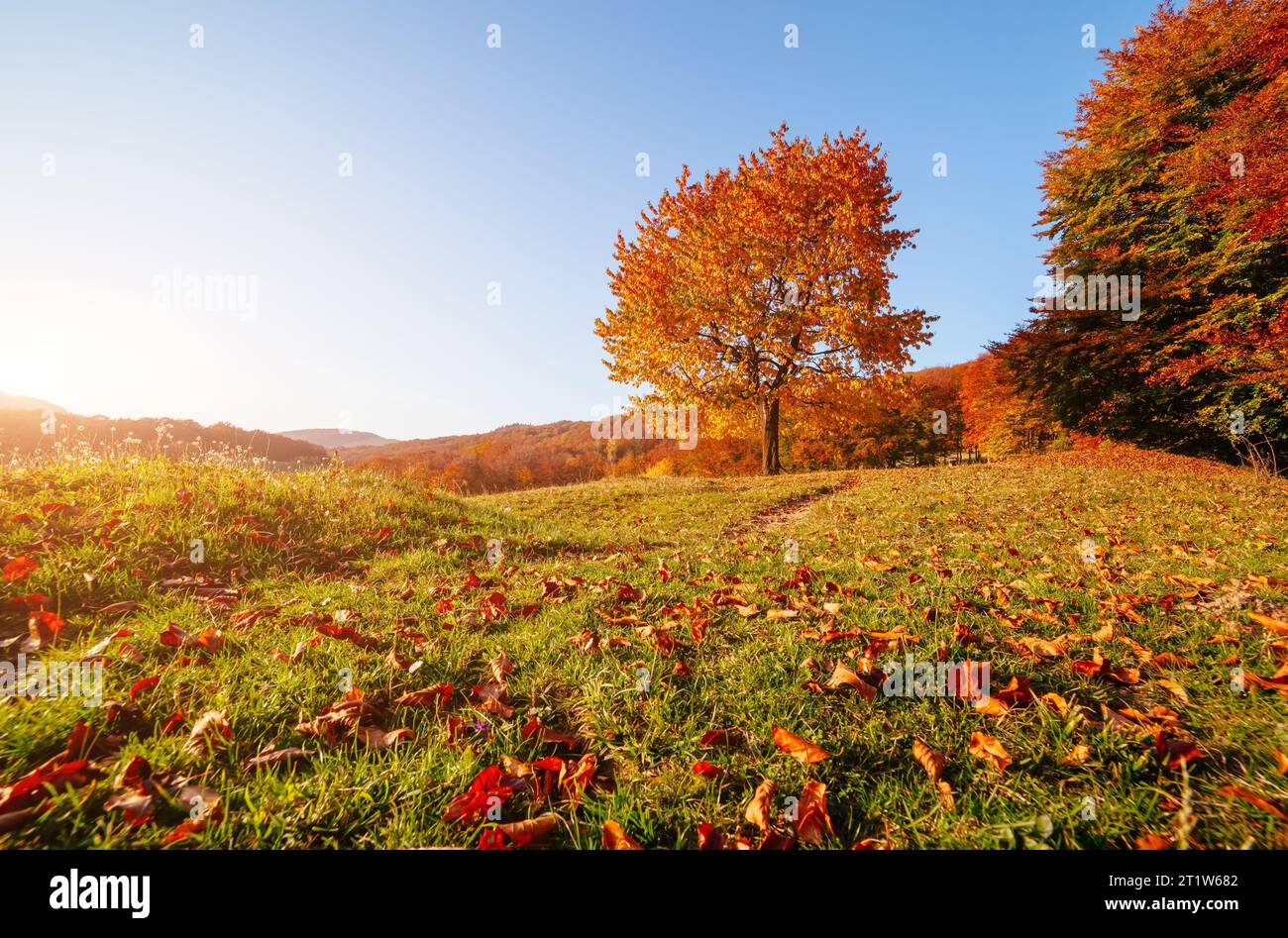 Shiny beech tree on a hill slope with sunny beams at mountain valley ...
