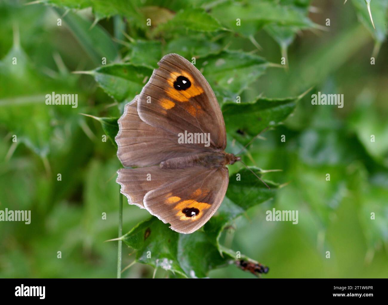 Meadow Brown butterfly (Maniola jurtina) adult female at rest with ...