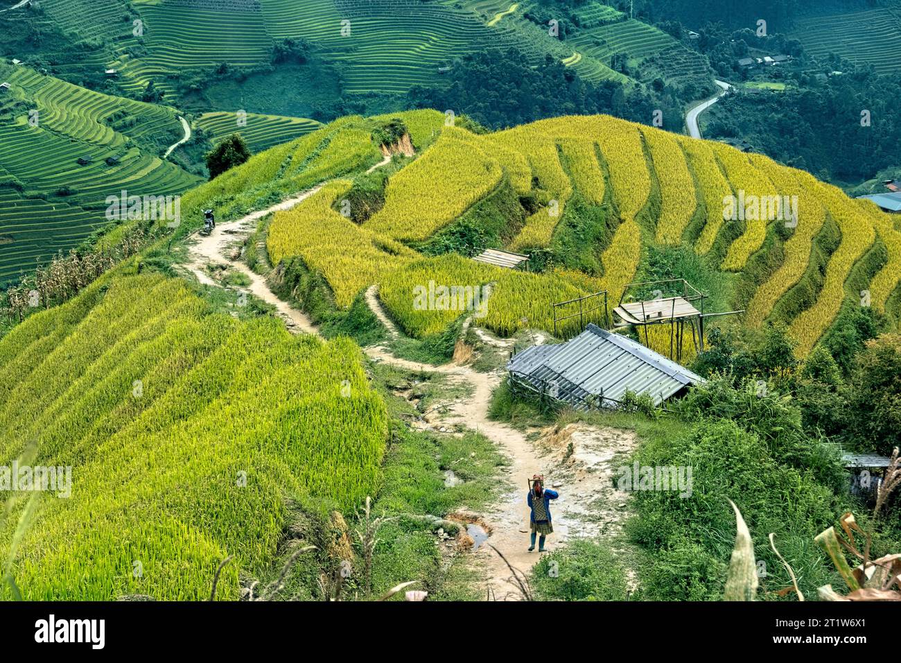 Flower Hmong woman in the rice terraces of Mu Cang Chai, Yen Bai ...