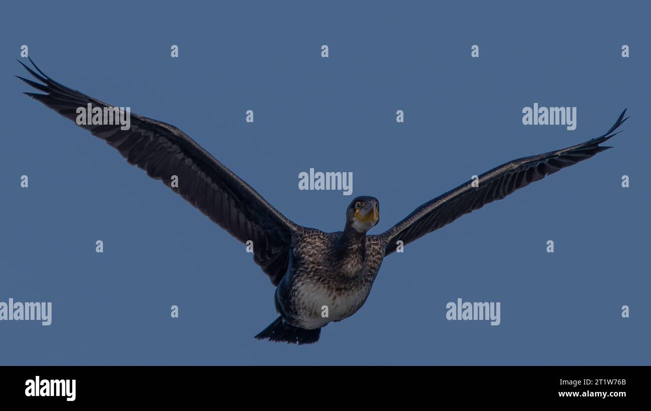 Cormorant wings wingspan flying hi-res stock photography and images - Alamy