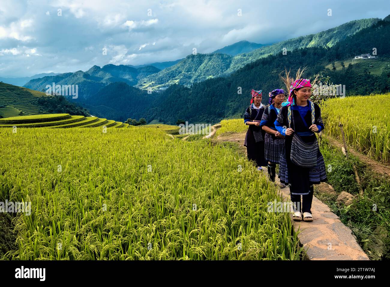 Flower Hmong women in the rice terraces of Mu Cang Chai, Yen Bai ...