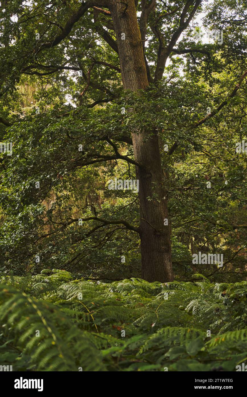 Single Oak tree amongst bracken in Lineover Woods. An ancient woodland ...