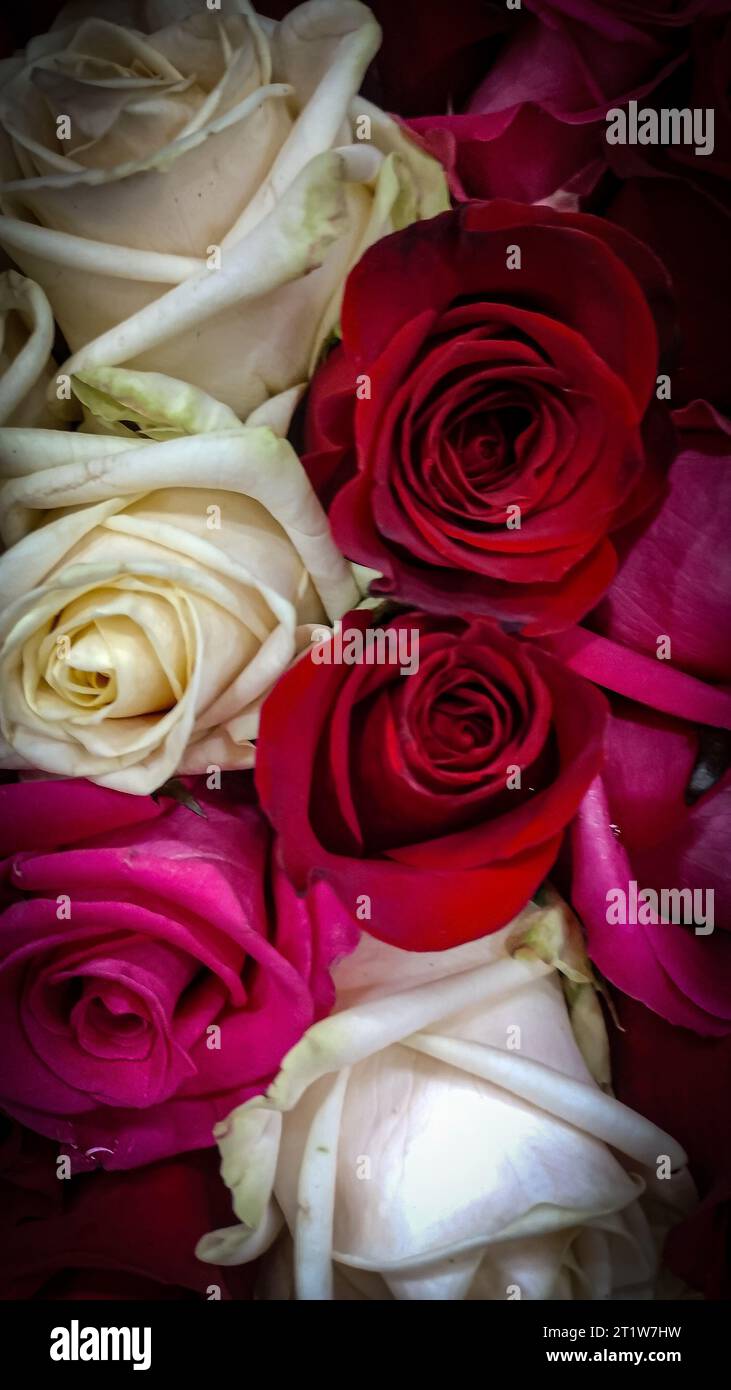 Striking arrangement of vibrant red roses hi-res stock photography and ...