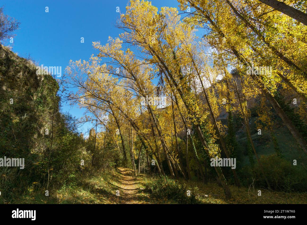The beautiful path with poplar trees in autumn of the Hoces del Duraton ...