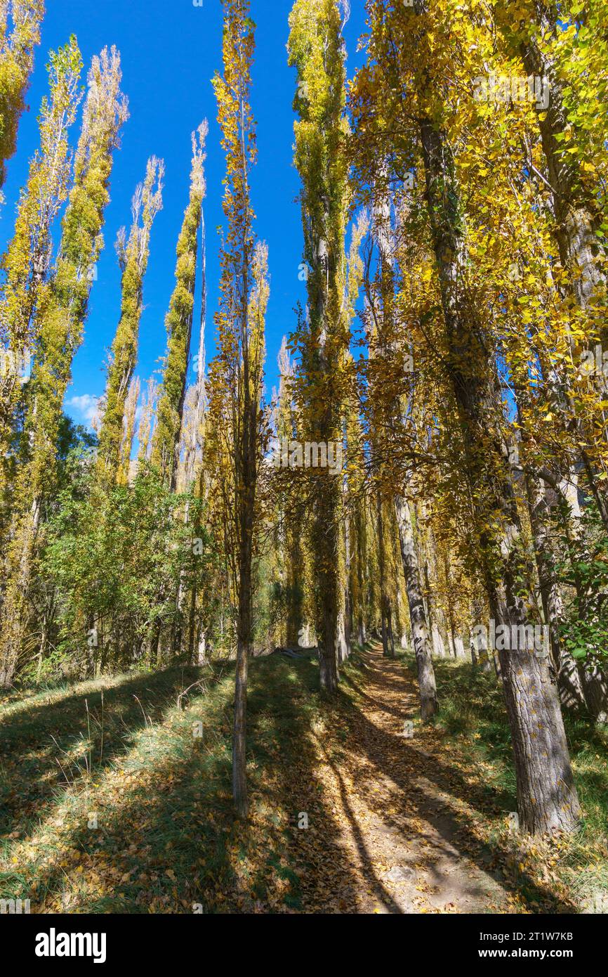 The beautiful path with poplar trees in autumn of the Hoces del Duraton ...
