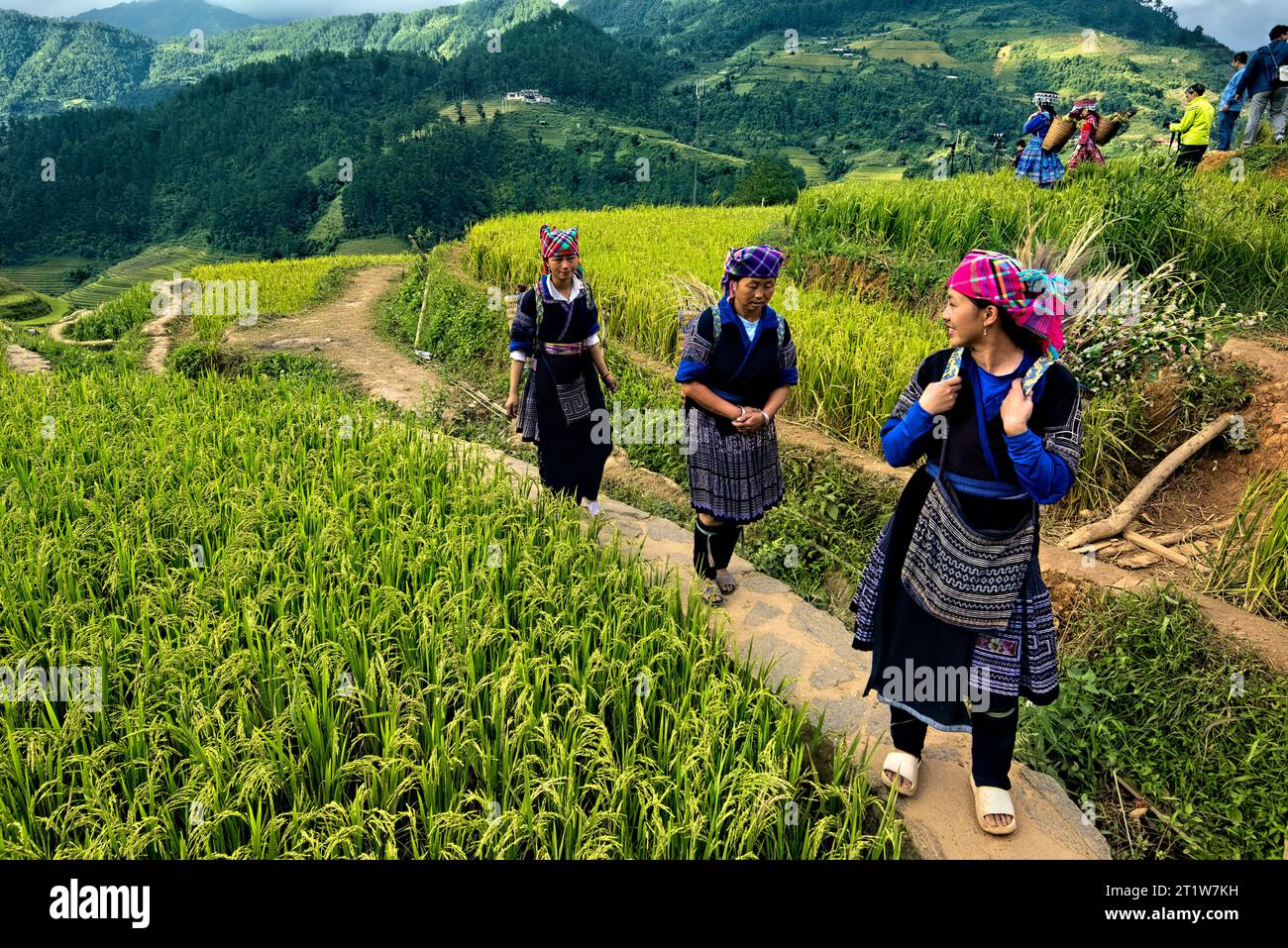 Flower Hmong women in the rice terraces of Mu Cang Chai, Yen Bai ...