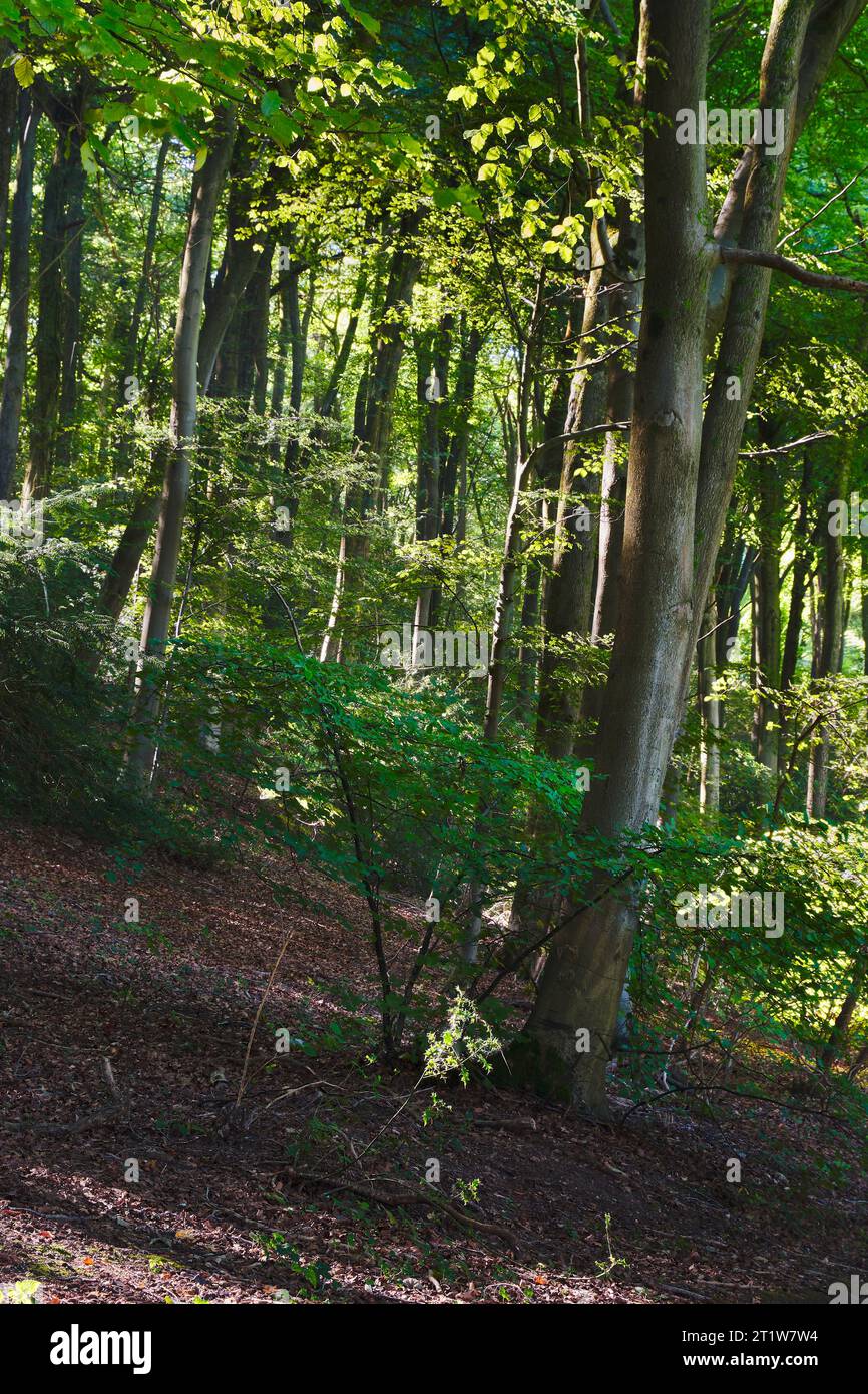 Morning sunshine amonsgt Beech trees in summer foliage next to the ...