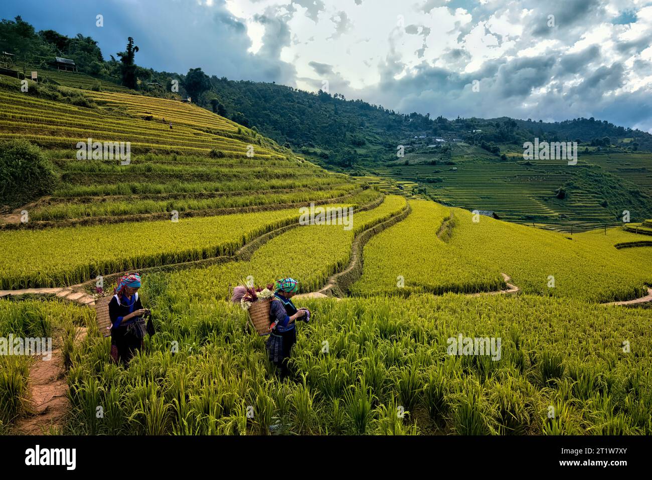 Flower Hmong women in the rice terraces of Mu Cang Chai, Yen Bai ...