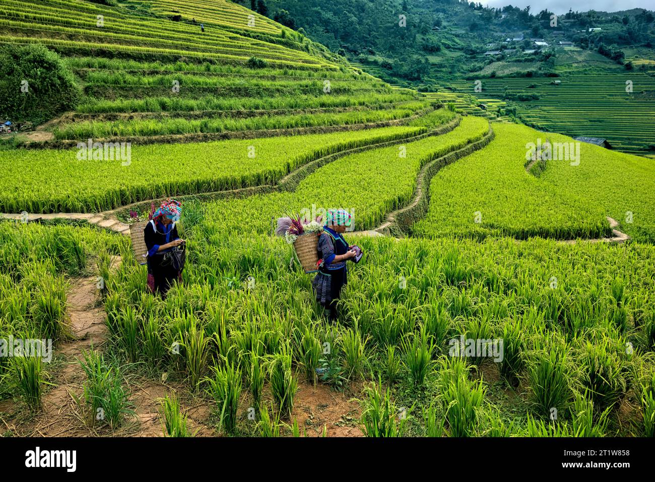 Flower Hmong women in the rice terraces of Mu Cang Chai, Yen Bai ...