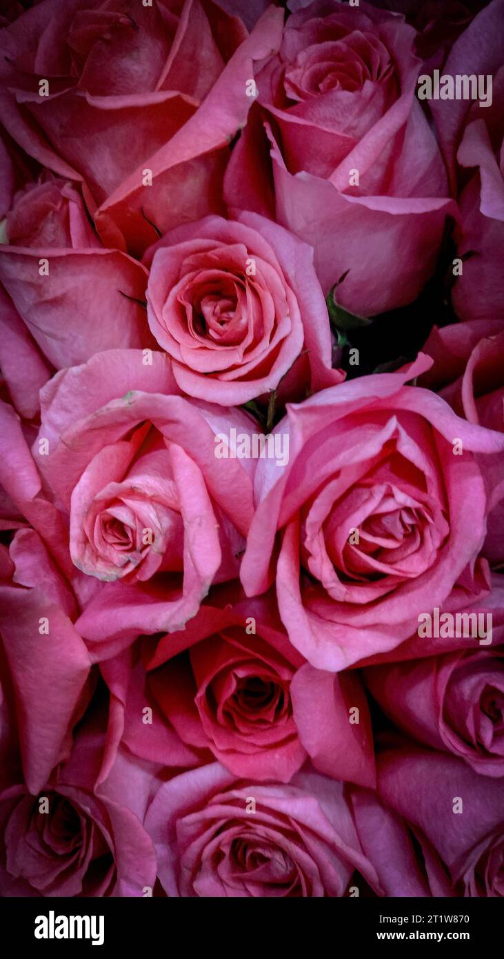 A vibrant arrangement of pink roses creating an eye-catching display of ...
