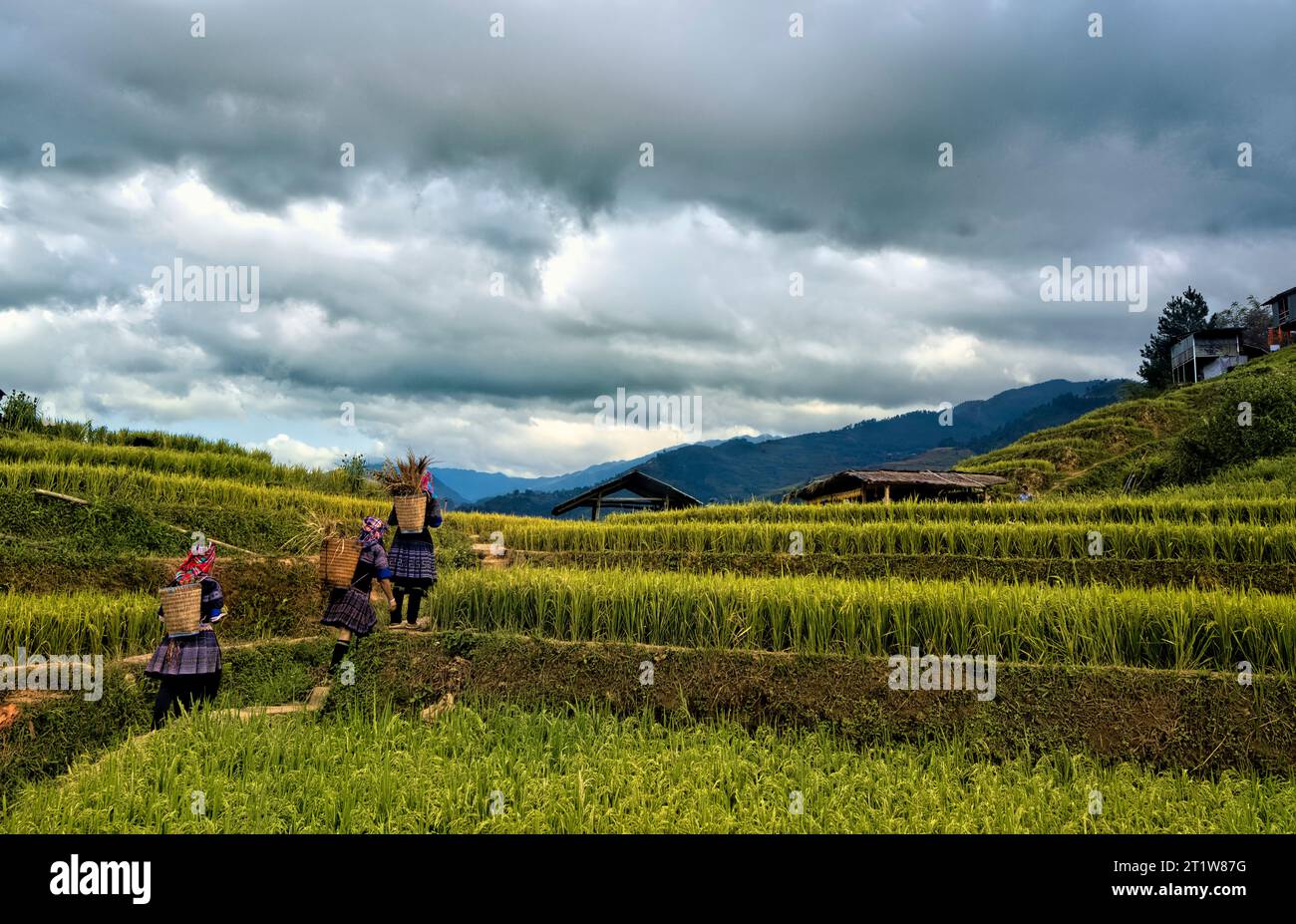 Flower Hmong women in the rice terraces of Mu Cang Chai, Yen Bai ...